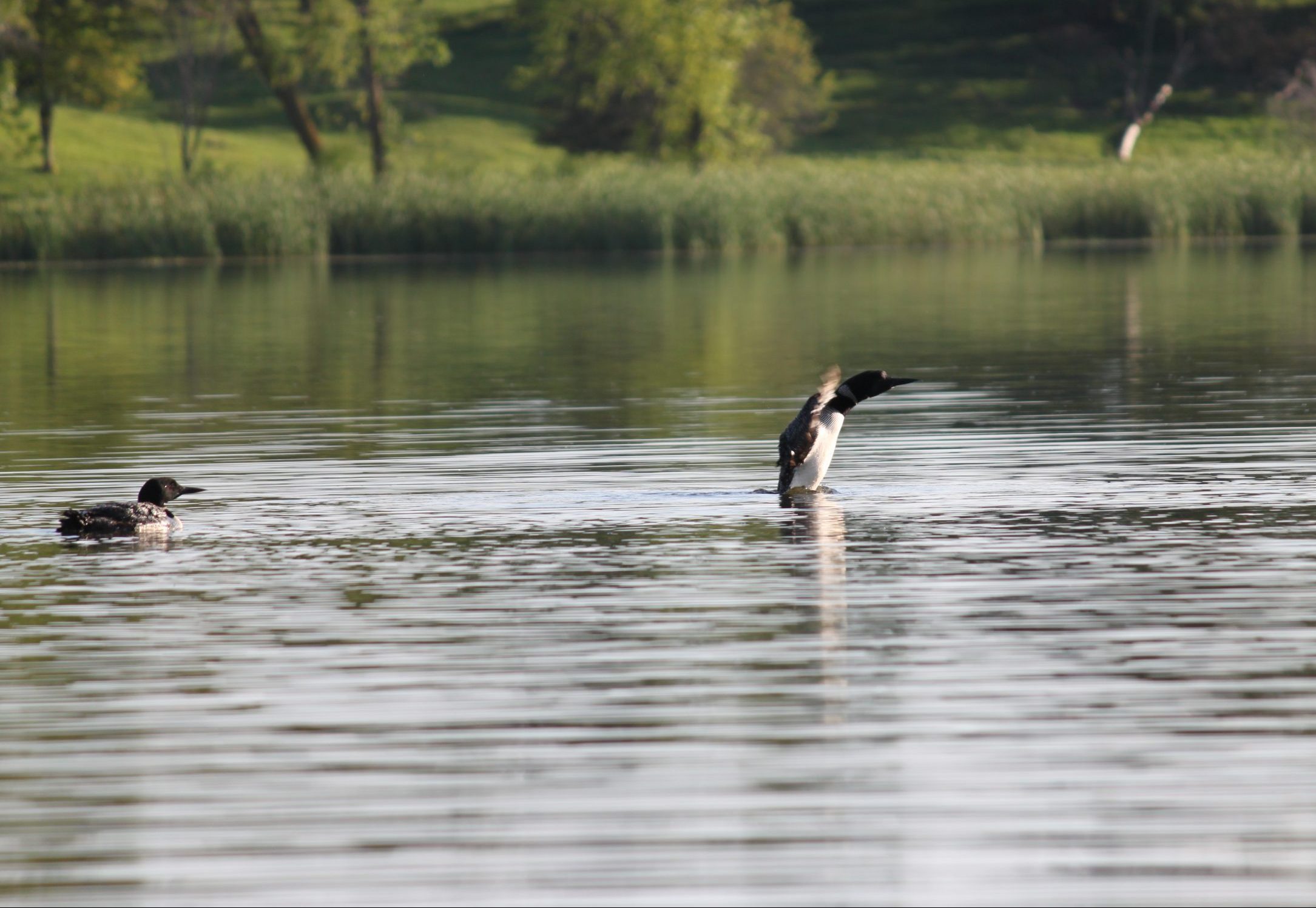 Two Rivers Lake – Protect & preserve the integrity of our lake